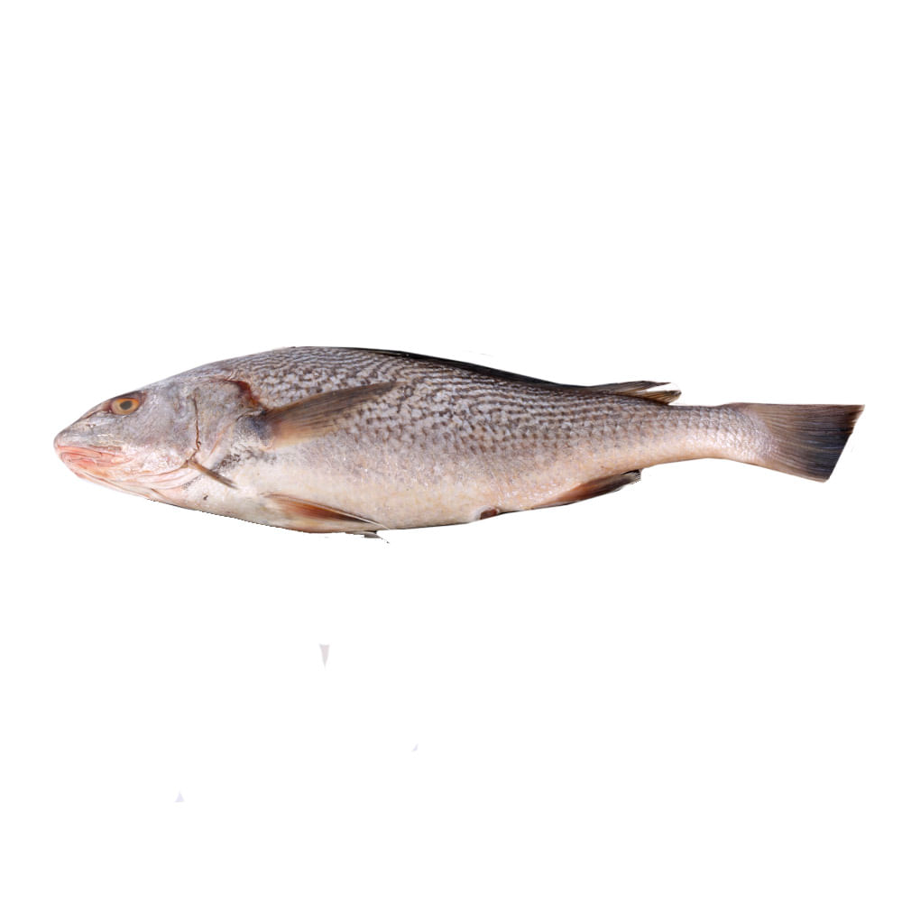 Corvina - jumboargentina